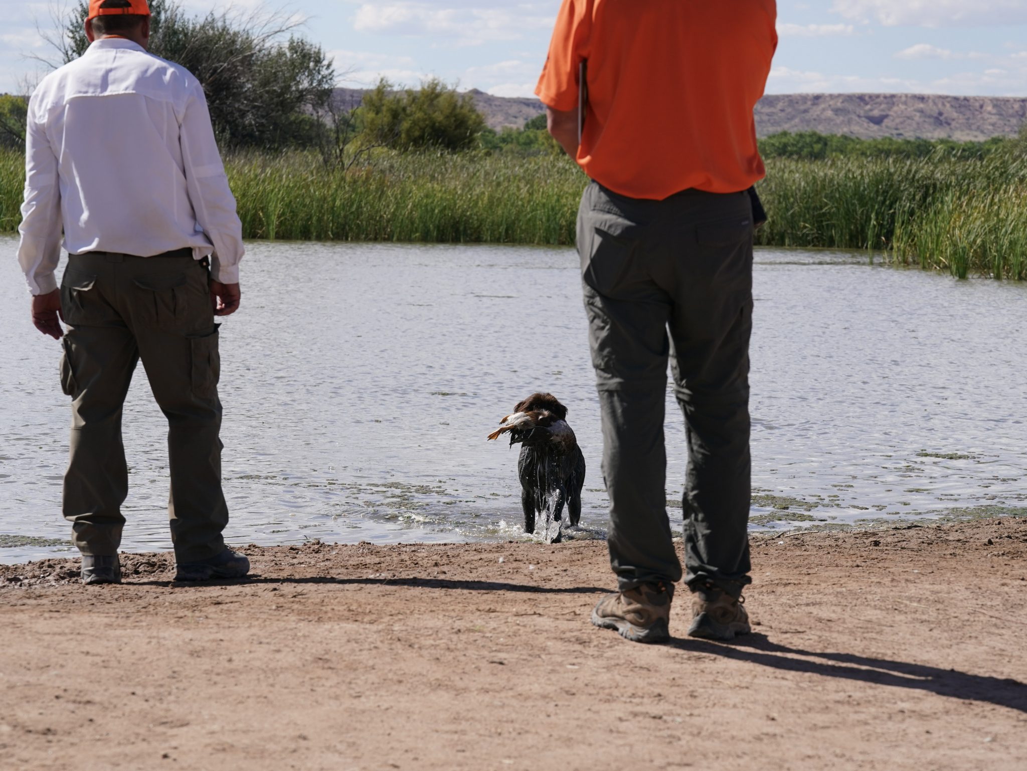 2023 MN NAVHDA INVITATIONAL HANDLER CLINIC-June 24th-25th Kelley Farms ...