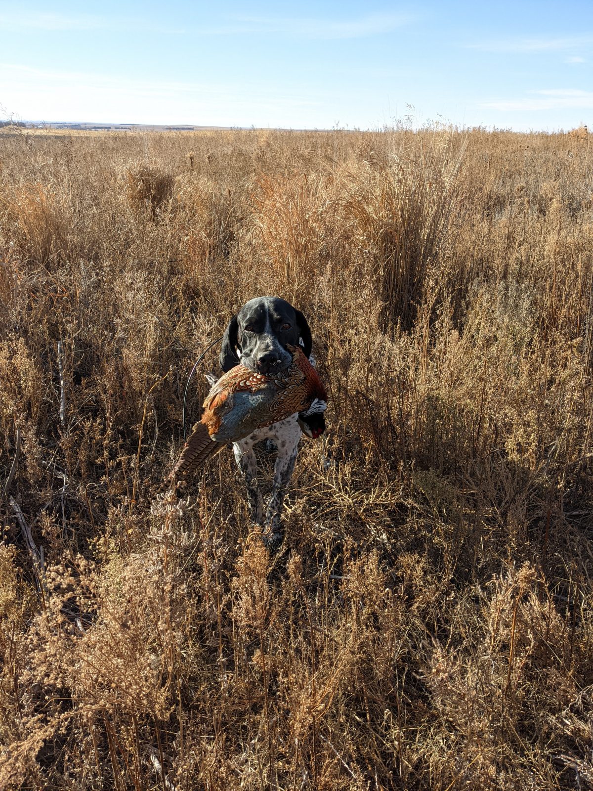 Welcome to our new Director of Training-Keith Larson – MINNESOTA NAVHDA