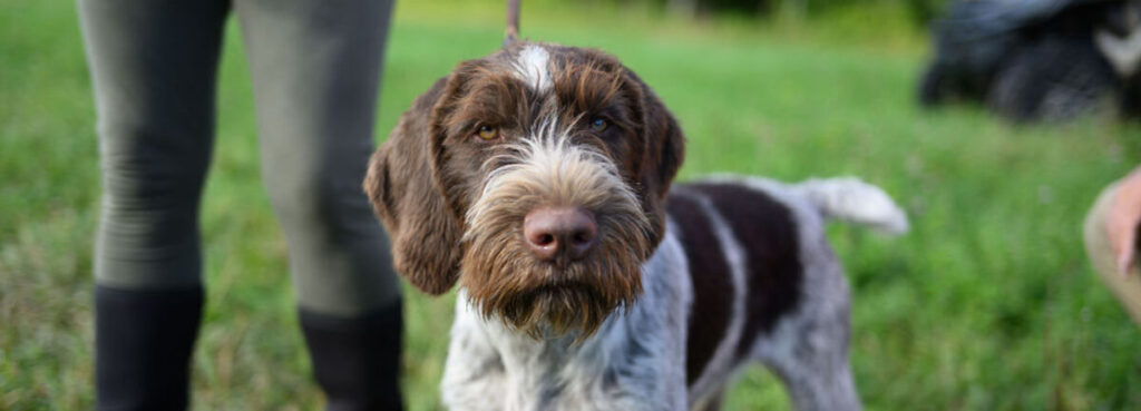 MINNESOTA NAVHDA – Hunt-Train-Test