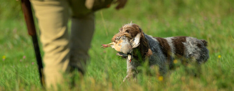 MINNESOTA NAVHDA – Hunt-Train-Test